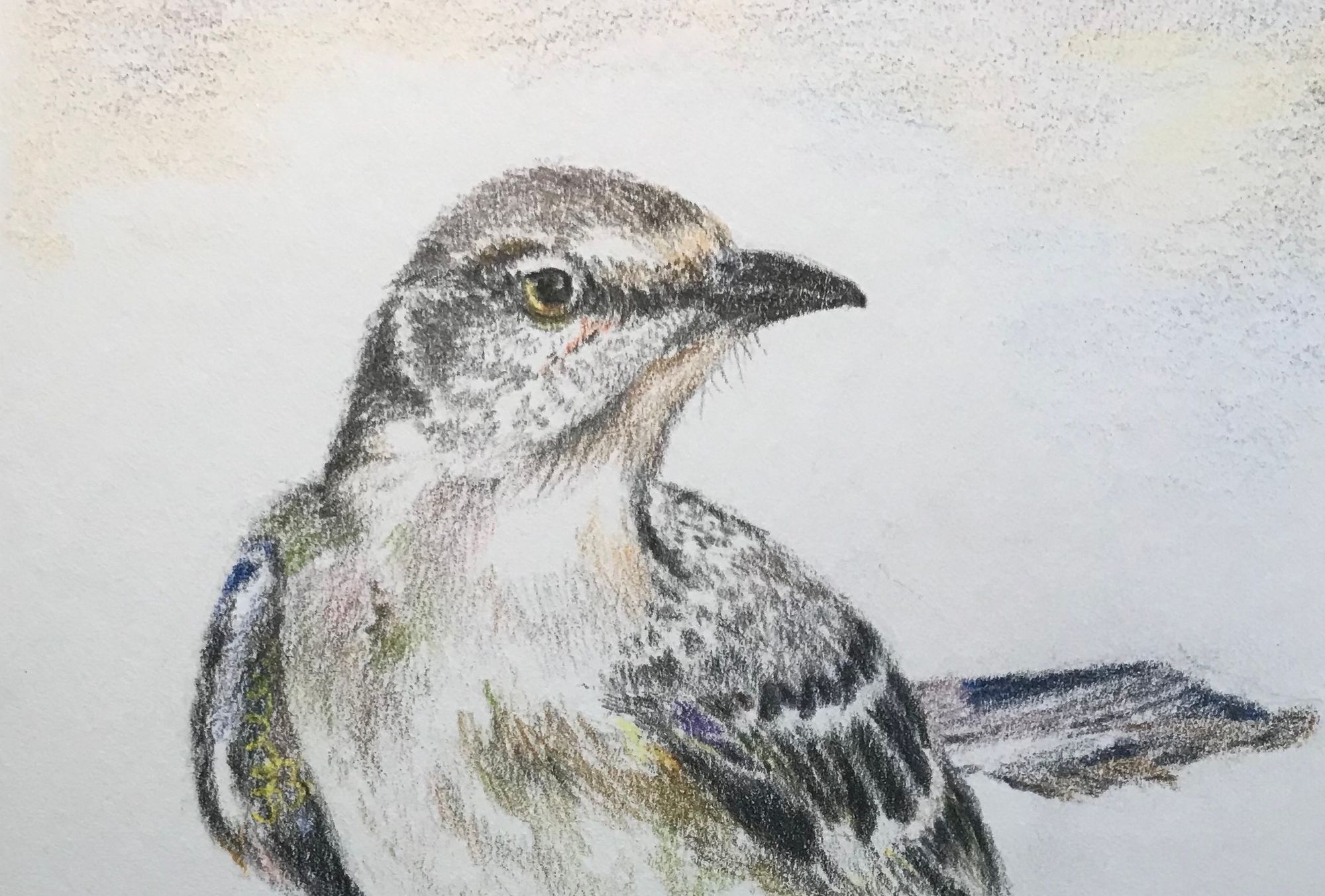 Northern Mockingbird